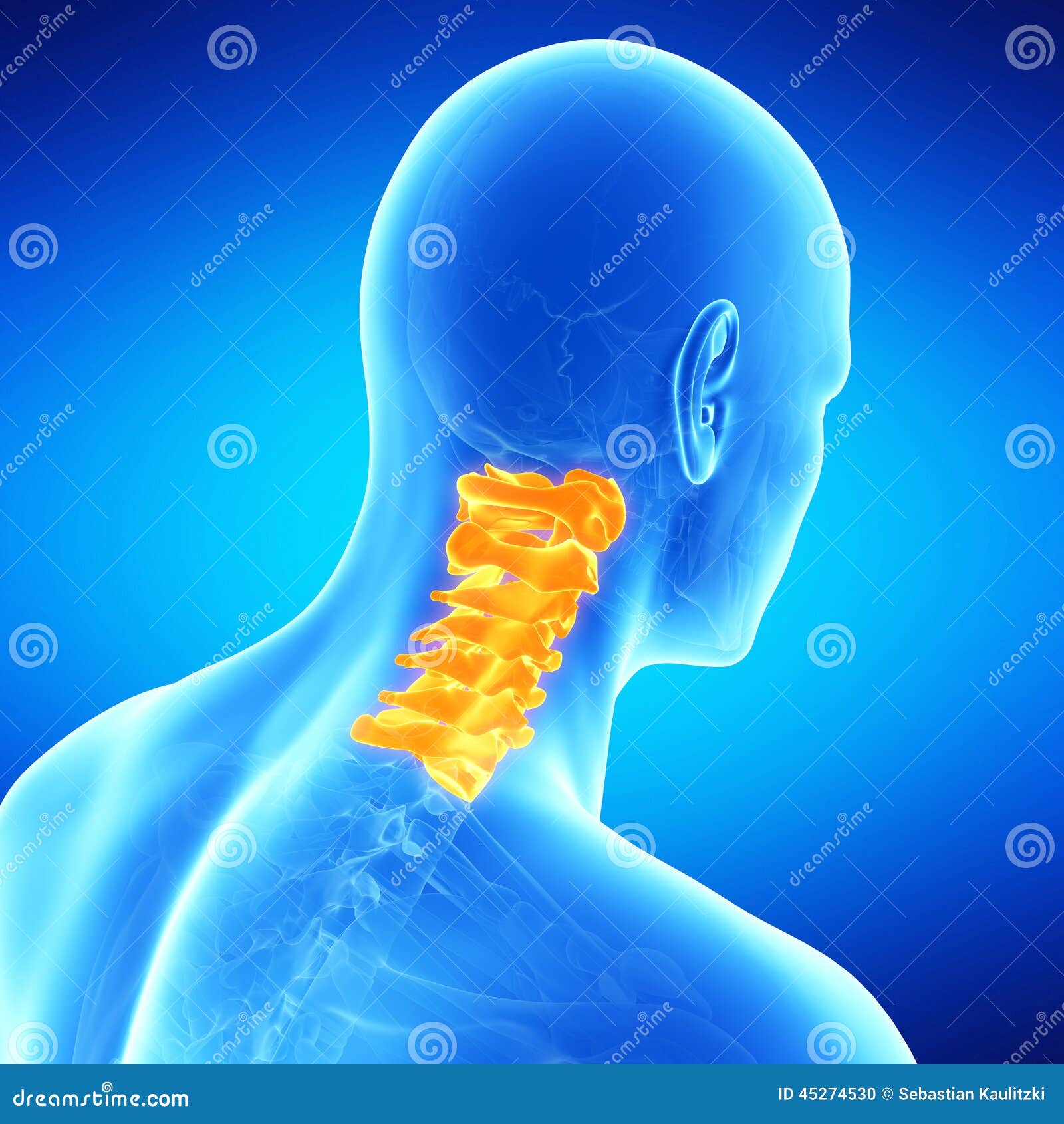 Human Cervical Spine Anatomy Medical Image Showing Cervical Vertebrae ...