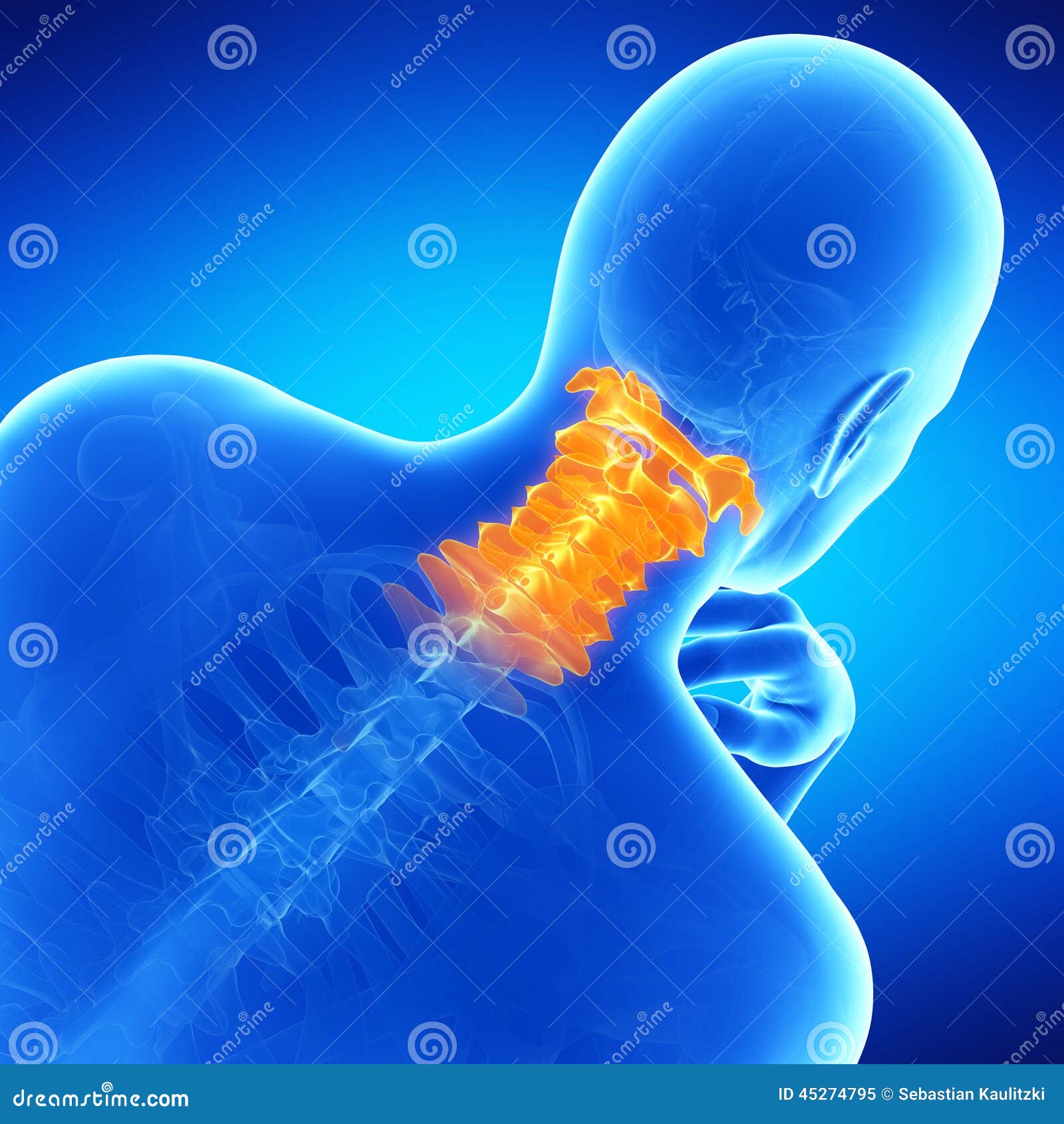 Human Cervical Spine Anatomy Medical Image Showing Cervical Vertebrae ...