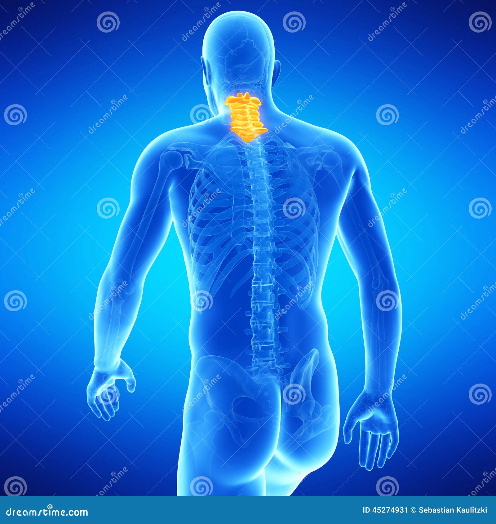 The human cervical spine stock illustration. Illustration of bone ...