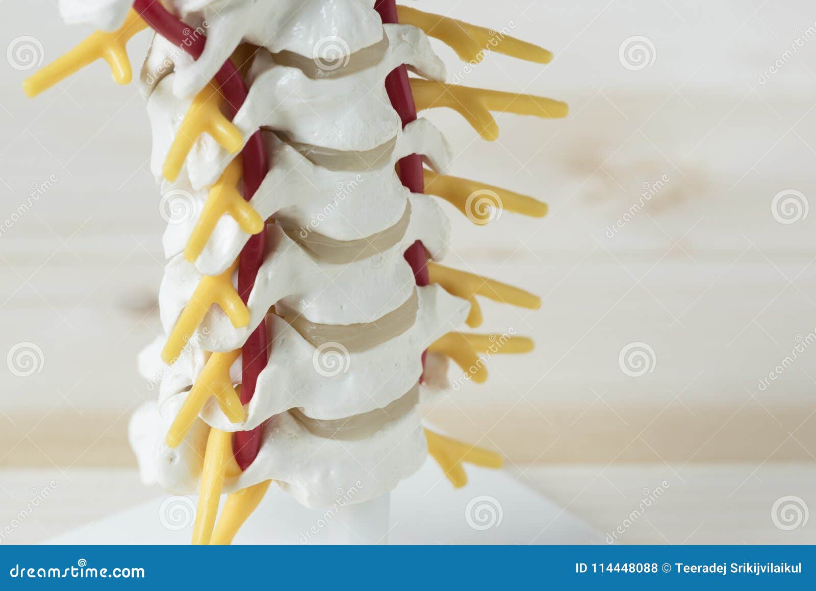Human cervical spine model stock photo. Image of neurology - 114448088