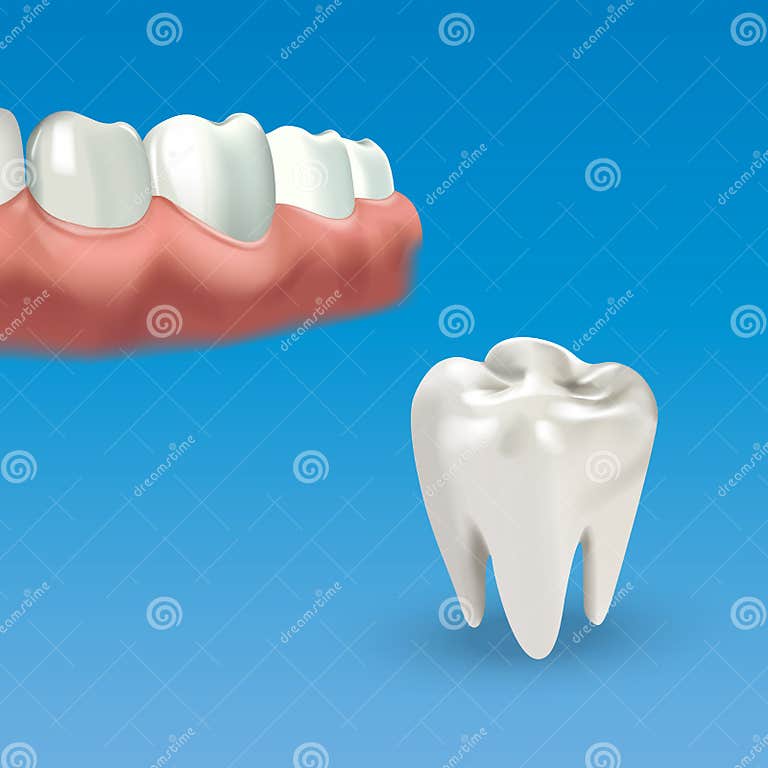 Human Chewing Surface and Tooth. Stock Vector - Illustration of anatomy ...