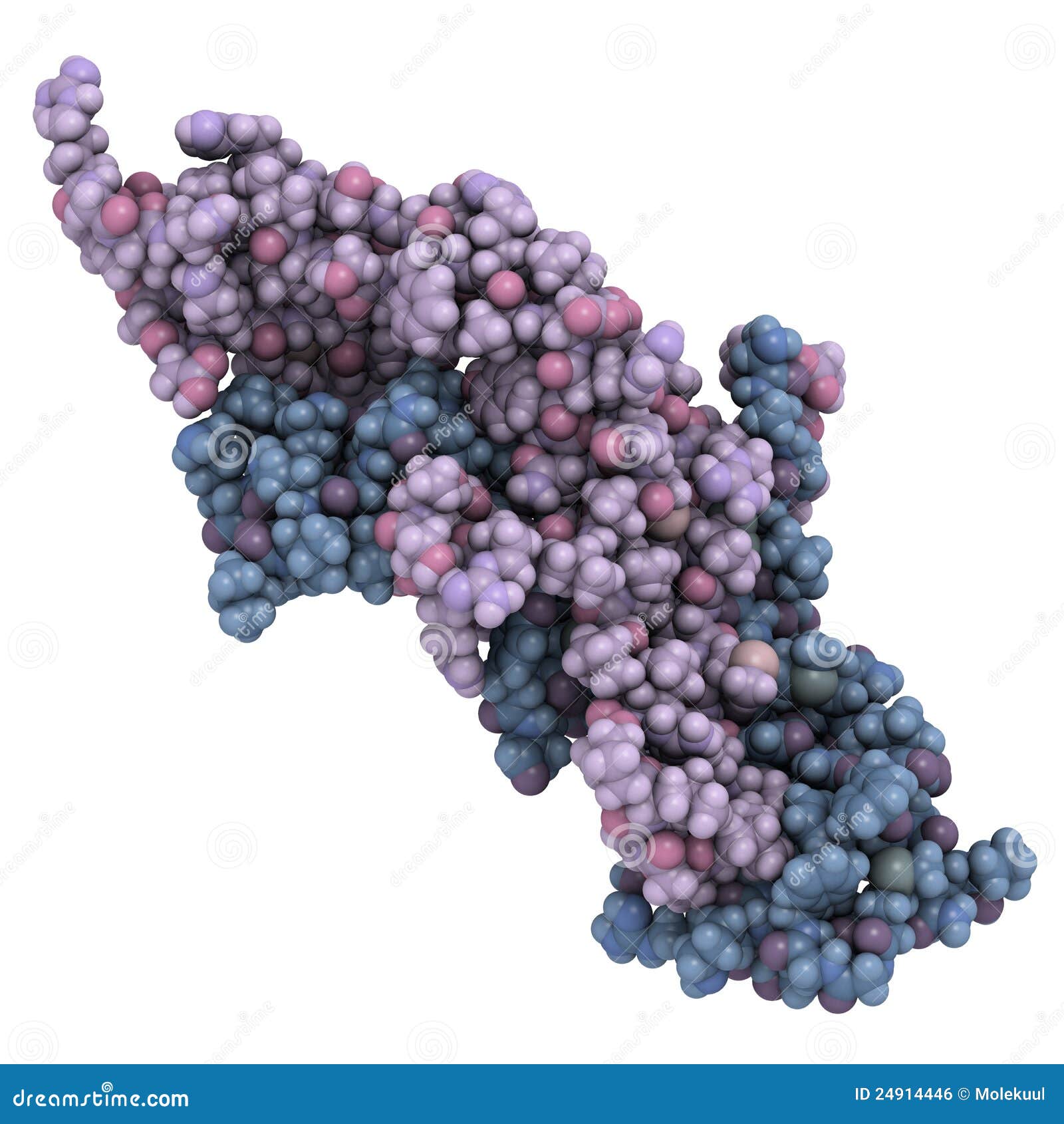 Human Chorionic Gonadotropin (HCG) Molecule Stock Illustration - Image ...