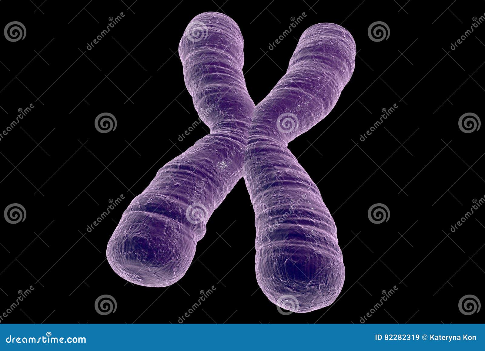 Human Chromosomes, Illustration Stock Illustration - Illustration of ...
