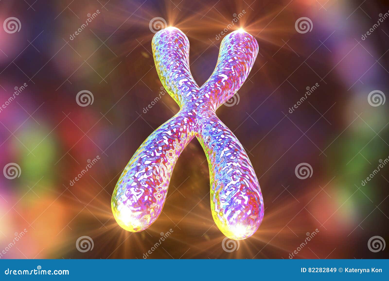 Human Chromosomes, Illustration | CartoonDealer.com #82282849