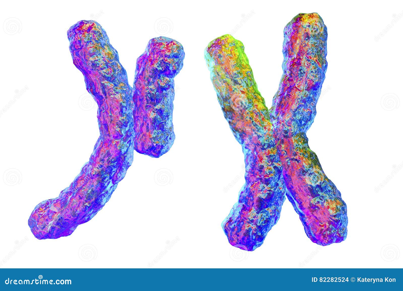 Set Of Human Chromosomes, Female Karyotype Stock Illustration ...