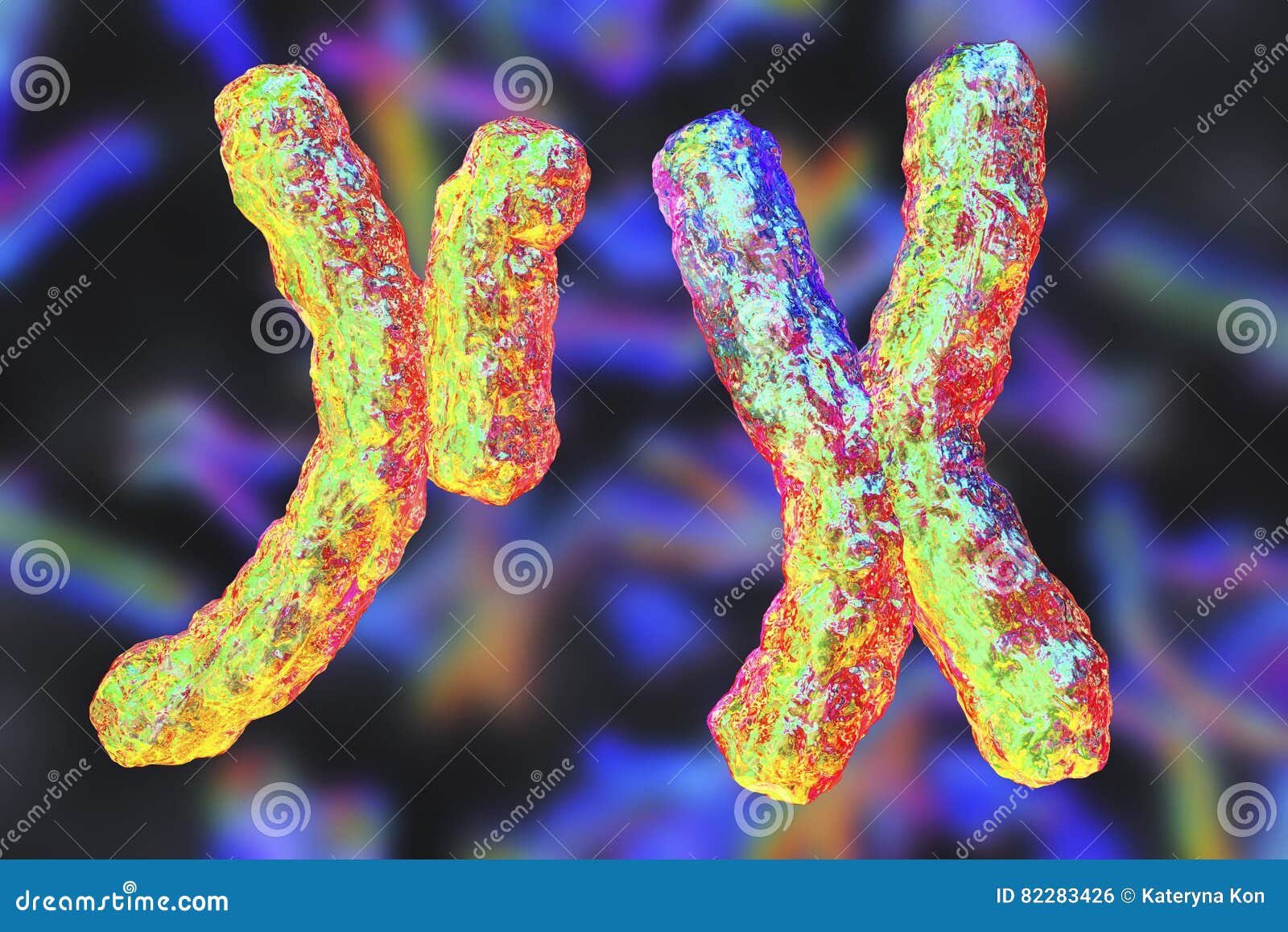 Human Chromosomes, Illustration Stock Illustration - Illustration of ...