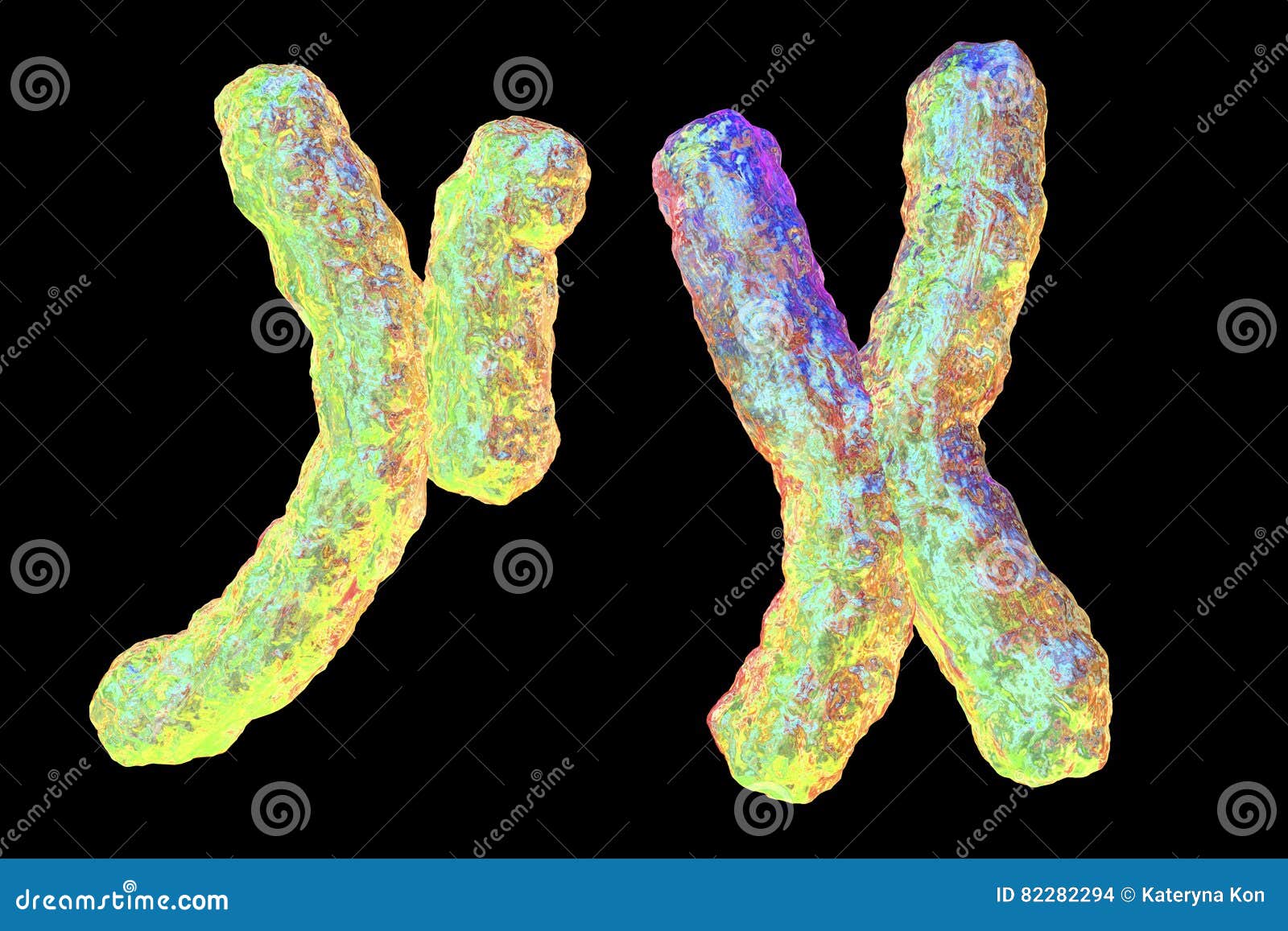 Human Chromosomes, Illustration Stock Illustration - Illustration of ...