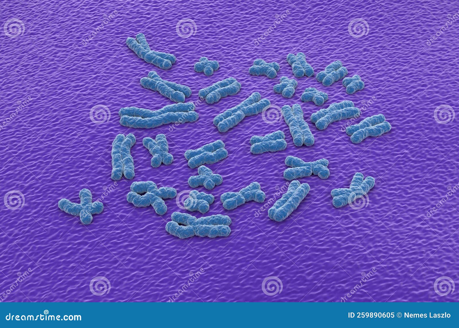 Human Chromosomes 23 + X, Y Structures Made of Protein and a Single ...