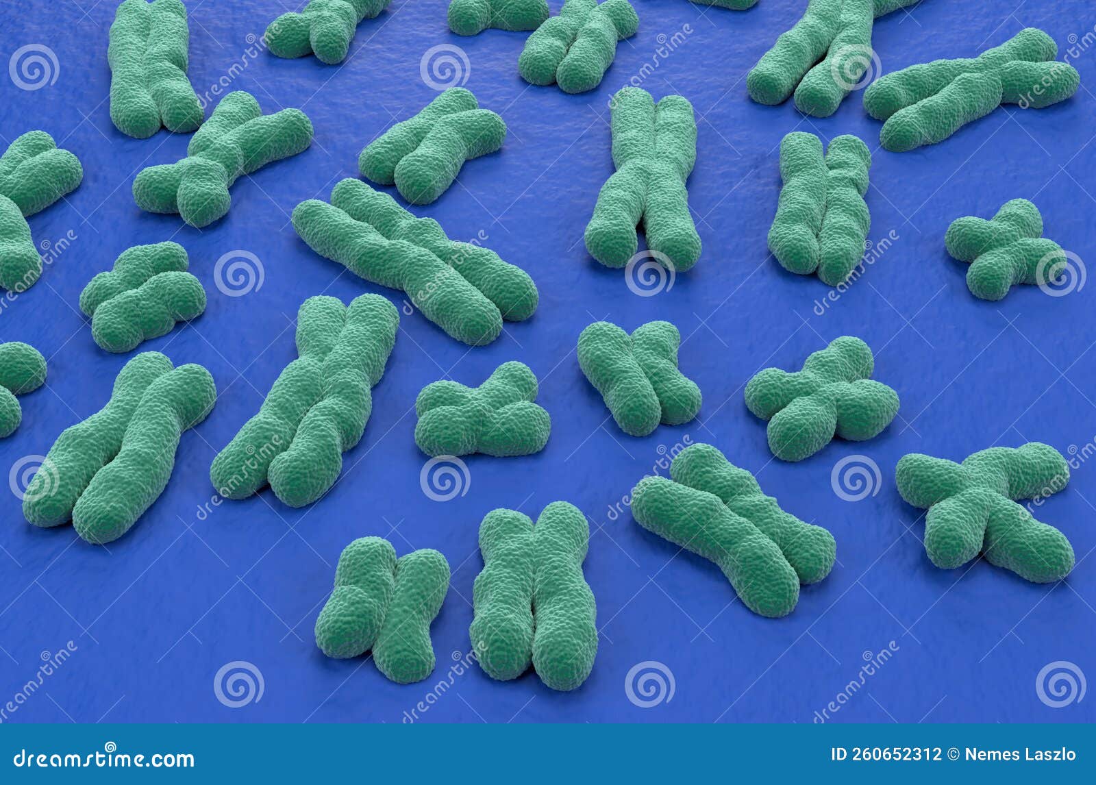 Human Chromosomes 23 + X, Y Structures Made of Protein and a Single ...