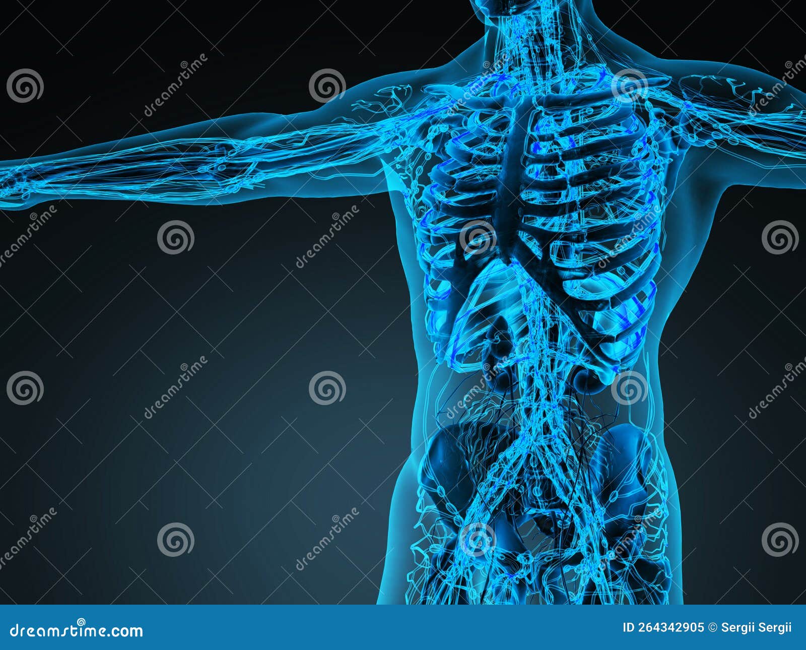 Human Circulation Cardiovascular System with Bones in Transparent Body ...