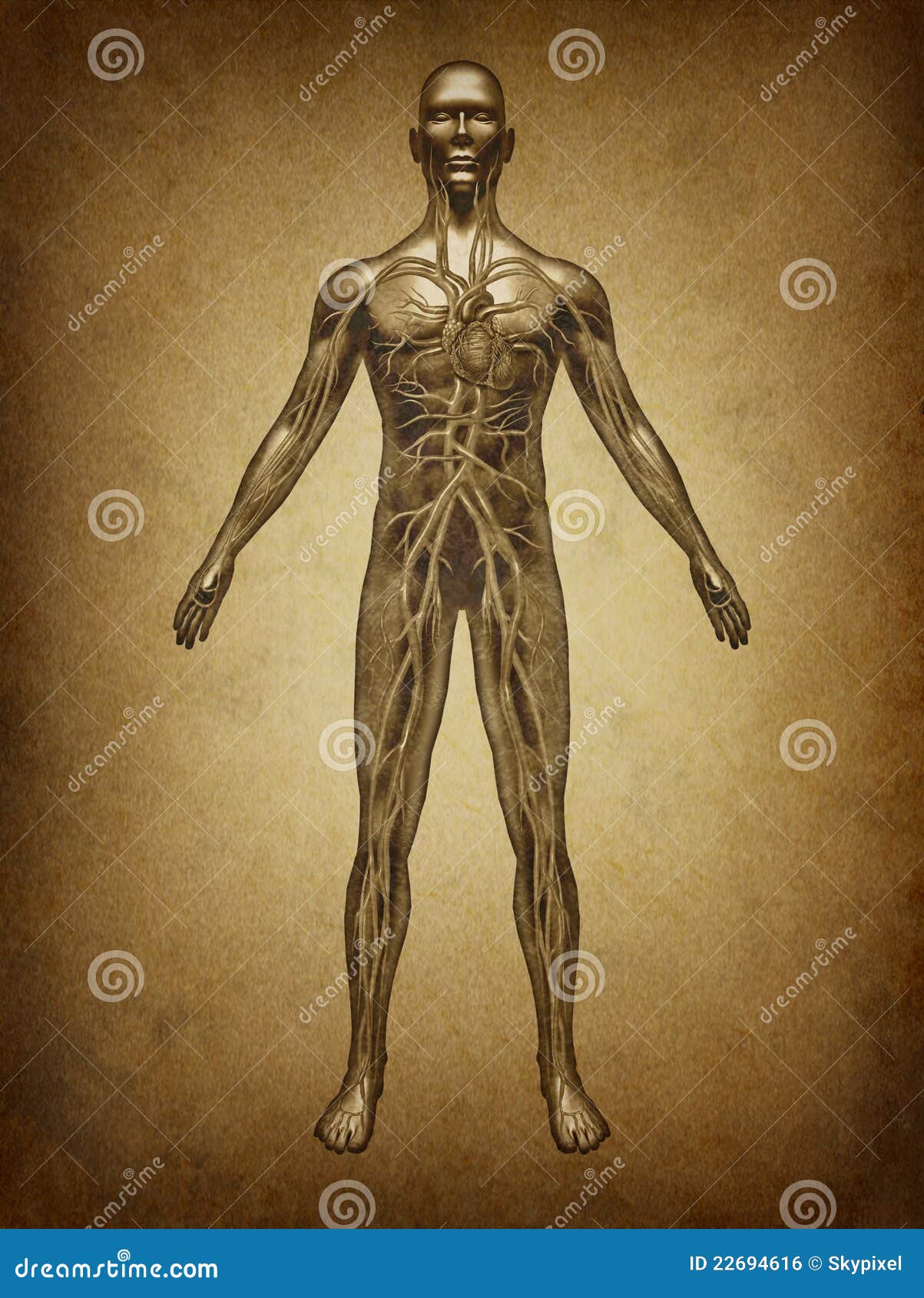 Human Circulation Grunge Stock Illustrations – 18 Human Circulation ...