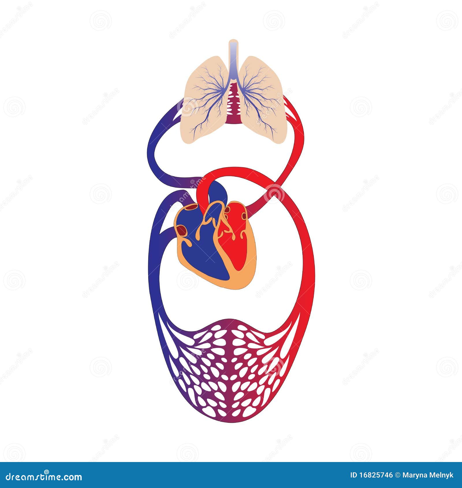 Human circulatory system stock vector. Illustration of blue - 16825746