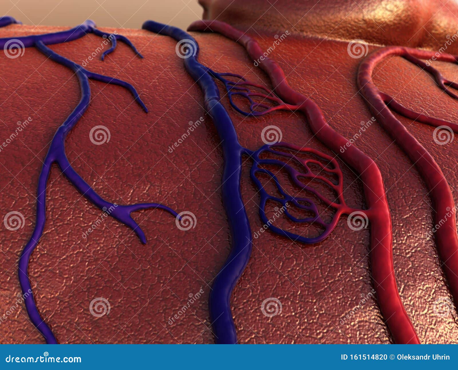 Capillary Blood Collection Tubes Royalty-Free Stock Photography ...