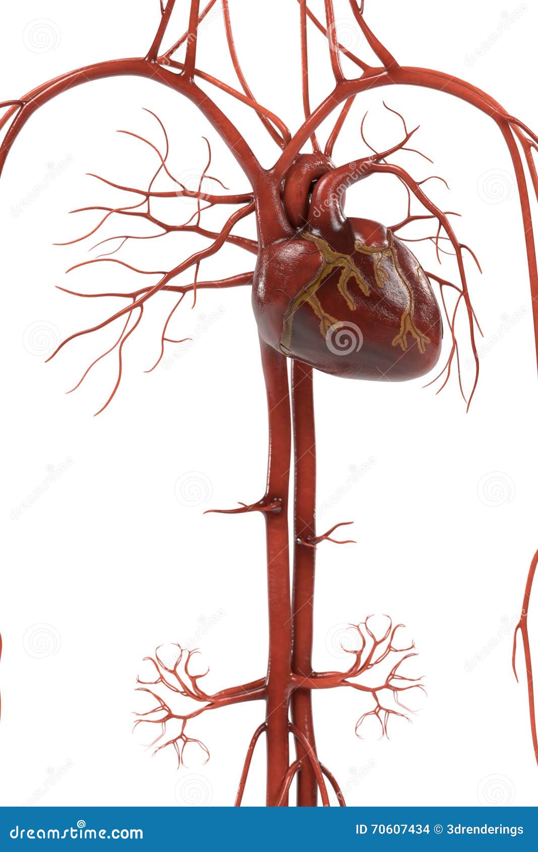 Human Circulatory System Diagram Unlabeled