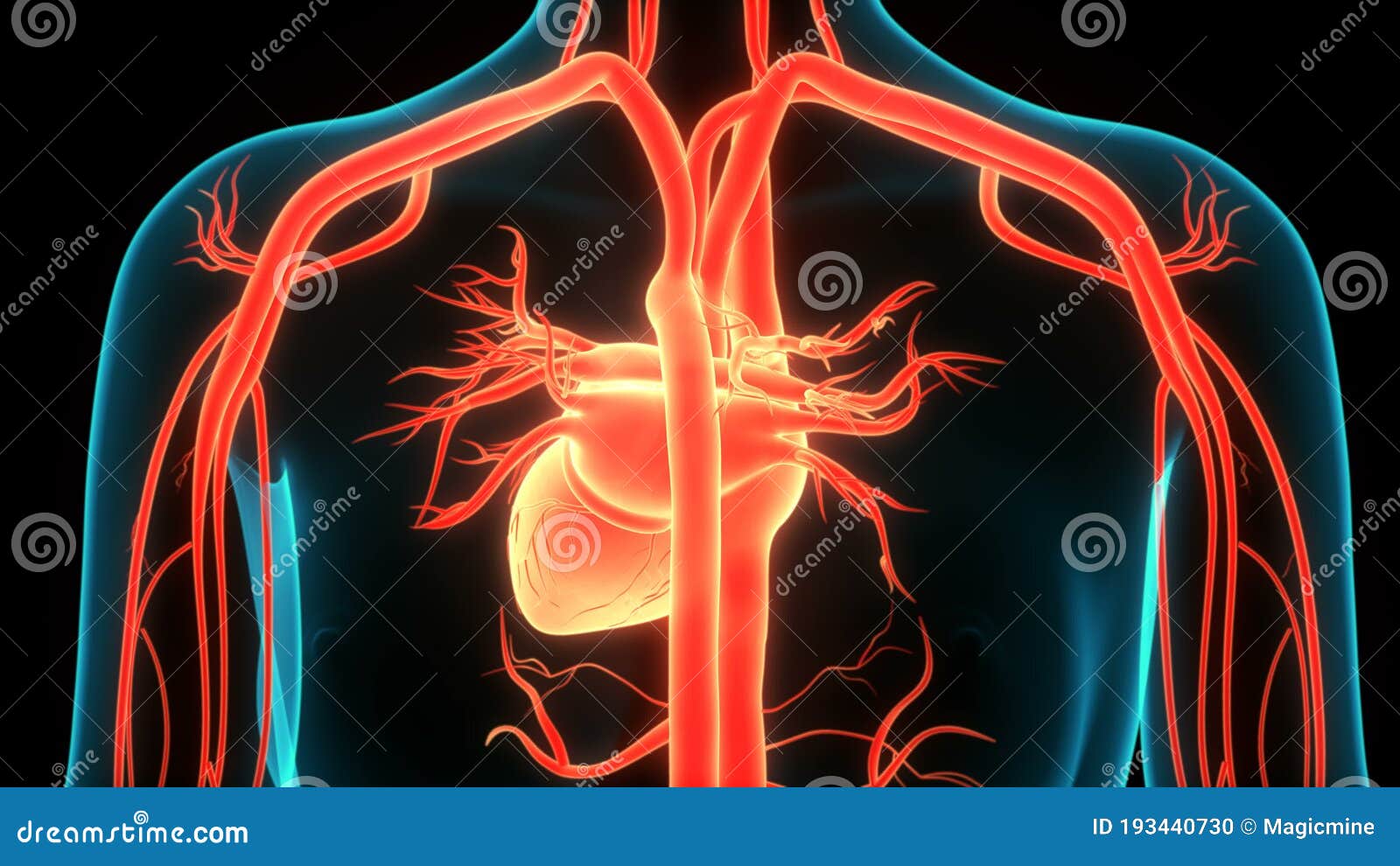 Human Circulatory System Heart Anatomy Animation Concept Stock Footage ...