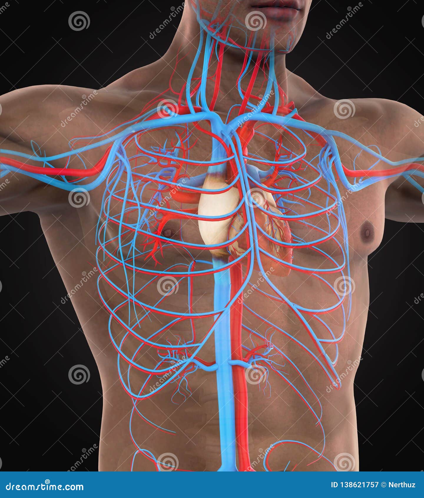 Human Circulatory System Illustration Stock Illustration - Illustration ...