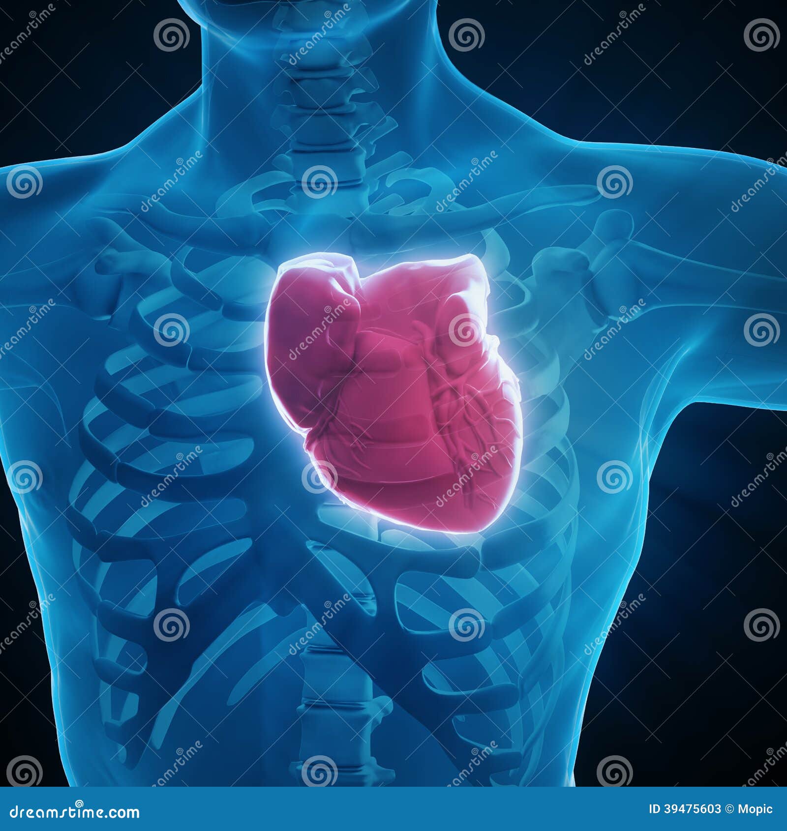 Human Circulatory System And Blood Circulation Vevtor Illustraion ...