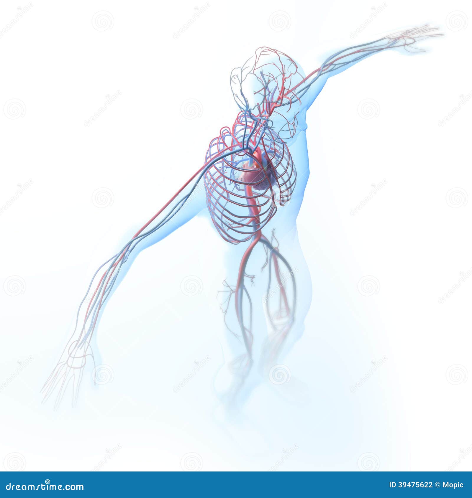 Human Circulatory System Royalty-Free Stock Image | CartoonDealer.com ...