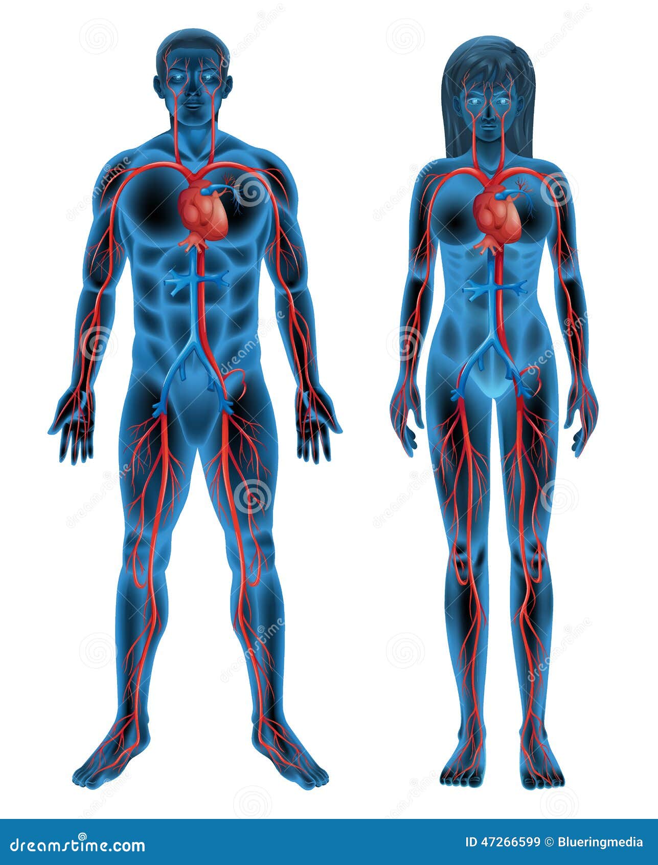 Human Circulatory System. Template For Little Children. Diagram For ...
