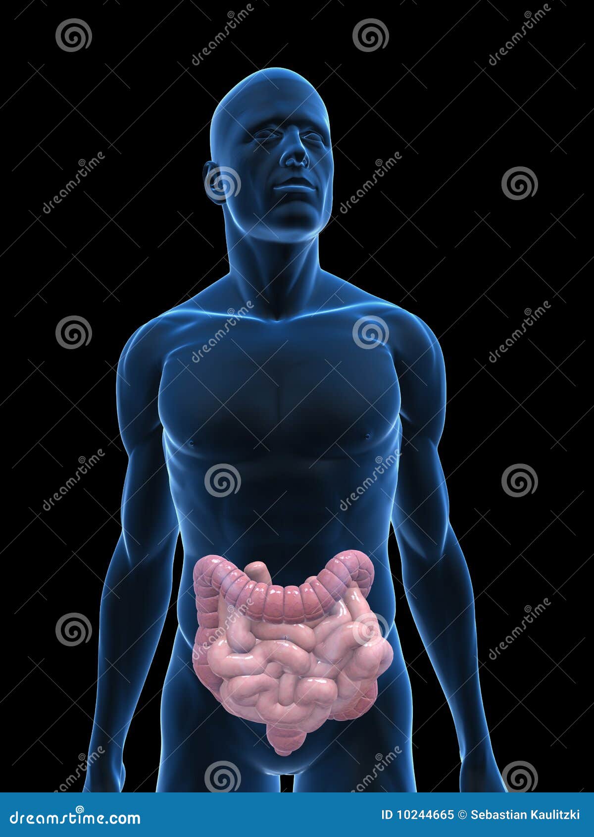 Human colon stock illustration. Illustration of anatomy - 10244665