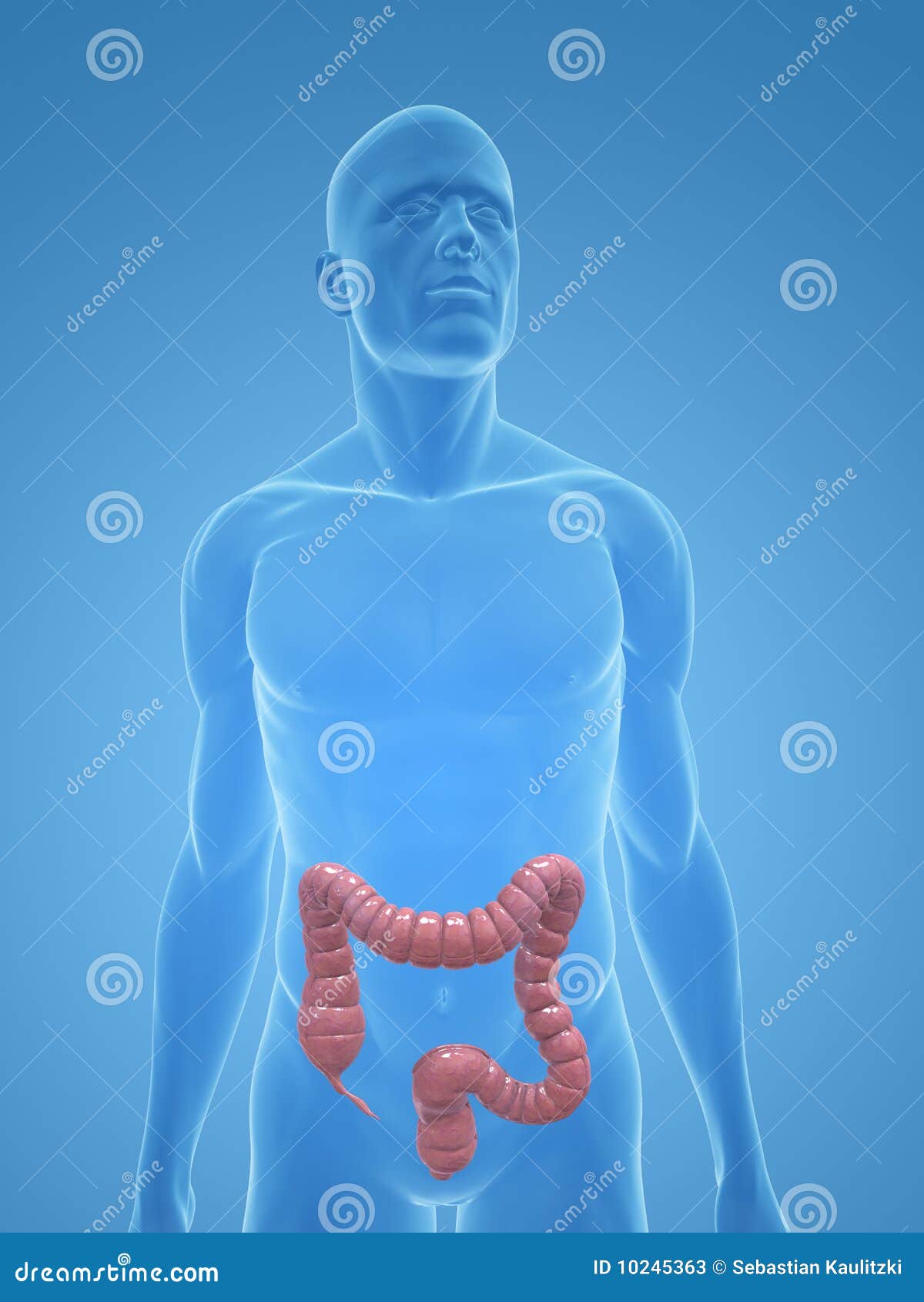 Human colon stock illustration. Illustration of organ - 10245363