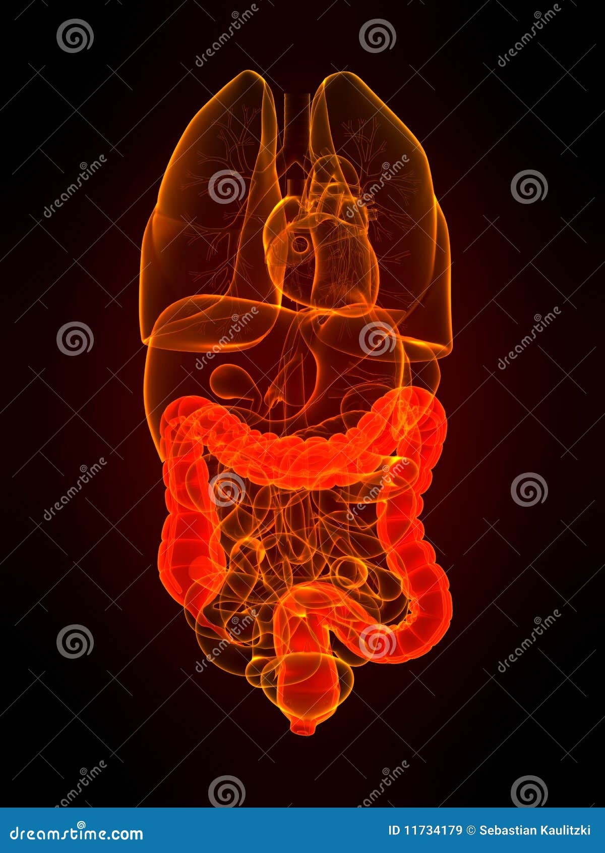 Human colon stock illustration. Illustration of medical - 11734179