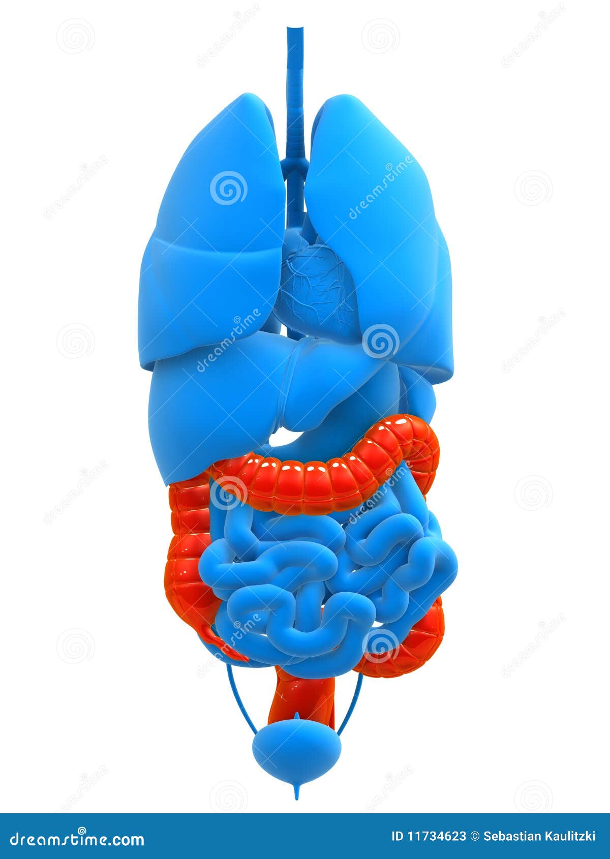Human colon stock illustration. Illustration of healthy - 11734623