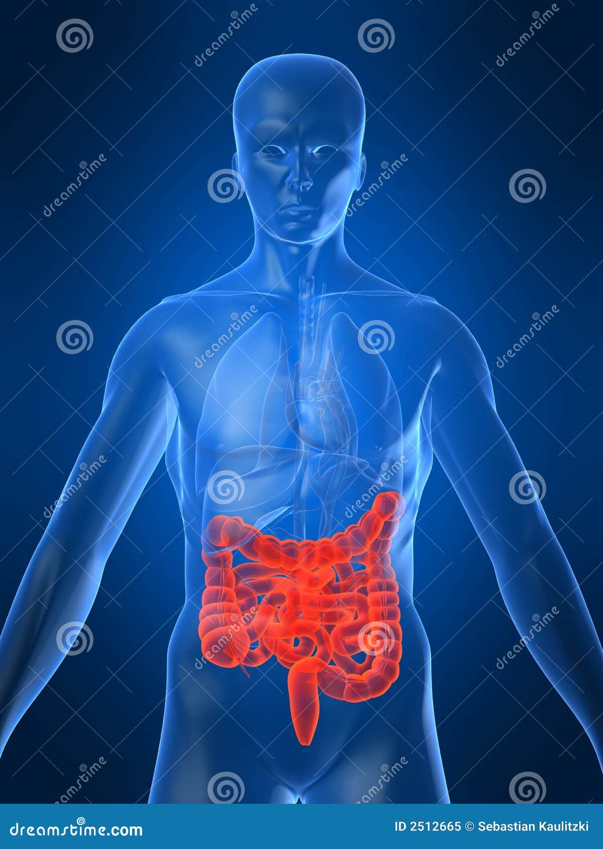Human colon stock illustration. Illustration of biology - 2512665