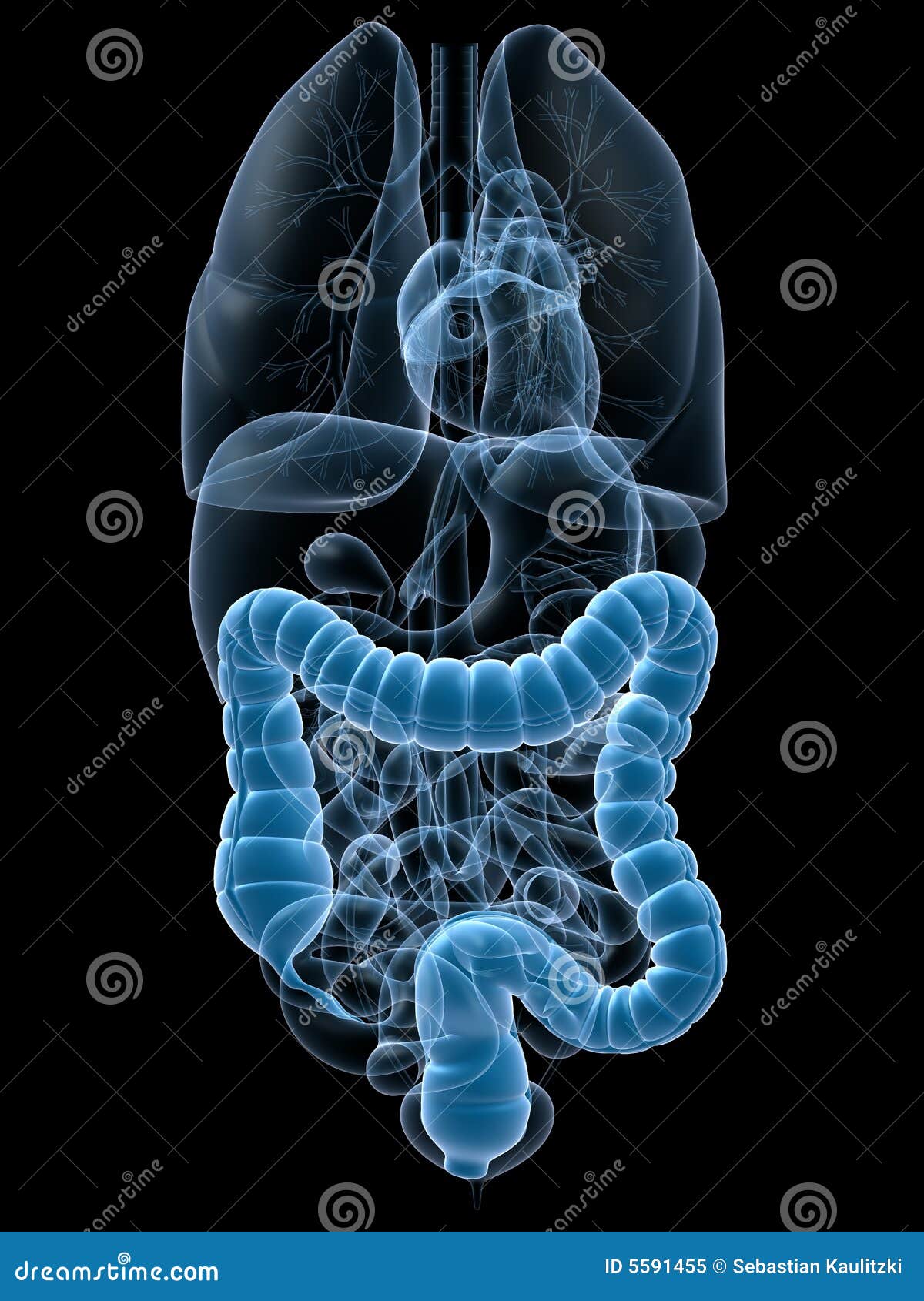 Human colon stock illustration. Illustration of lungcancer - 5591455