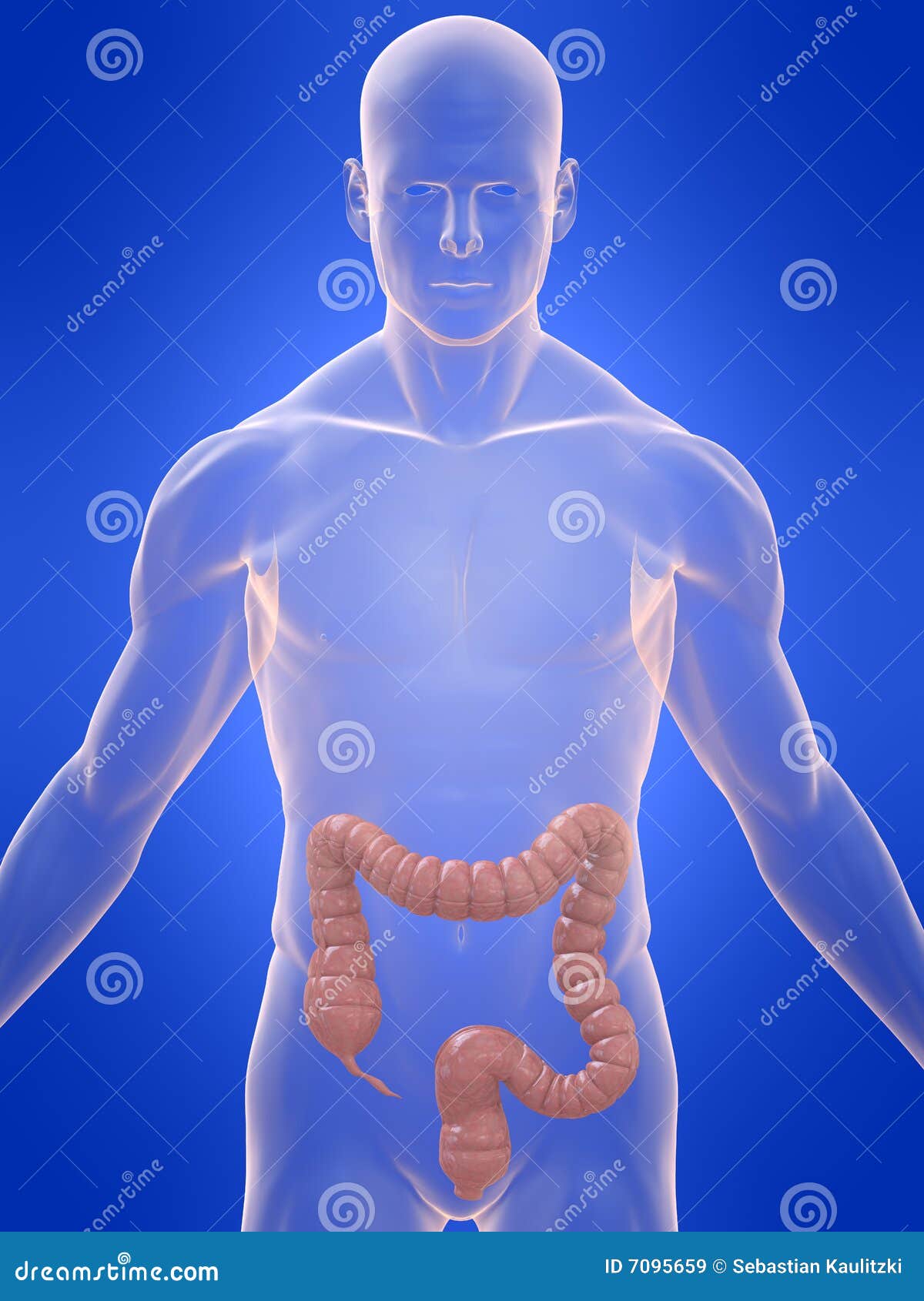 Human colon stock illustration. Illustration of gastric - 7095659