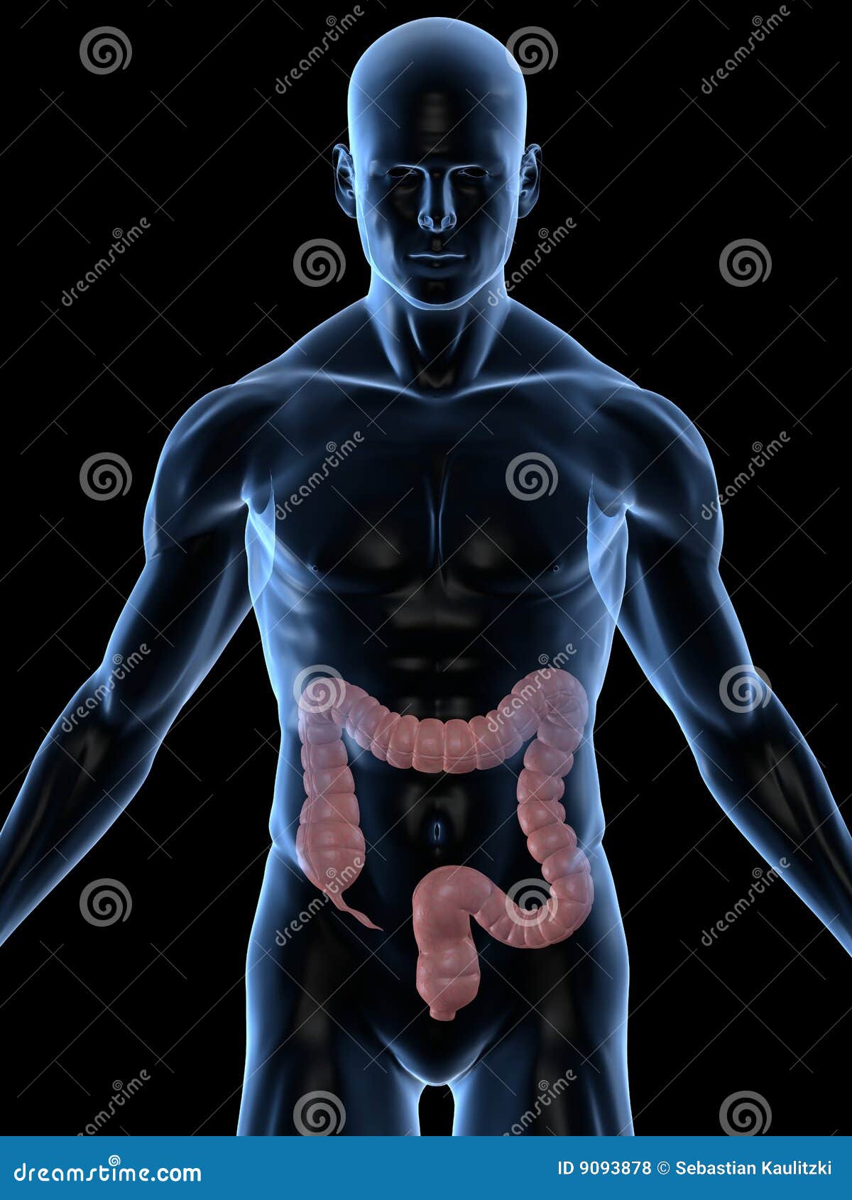 Human colon stock illustration. Illustration of biology - 9093878