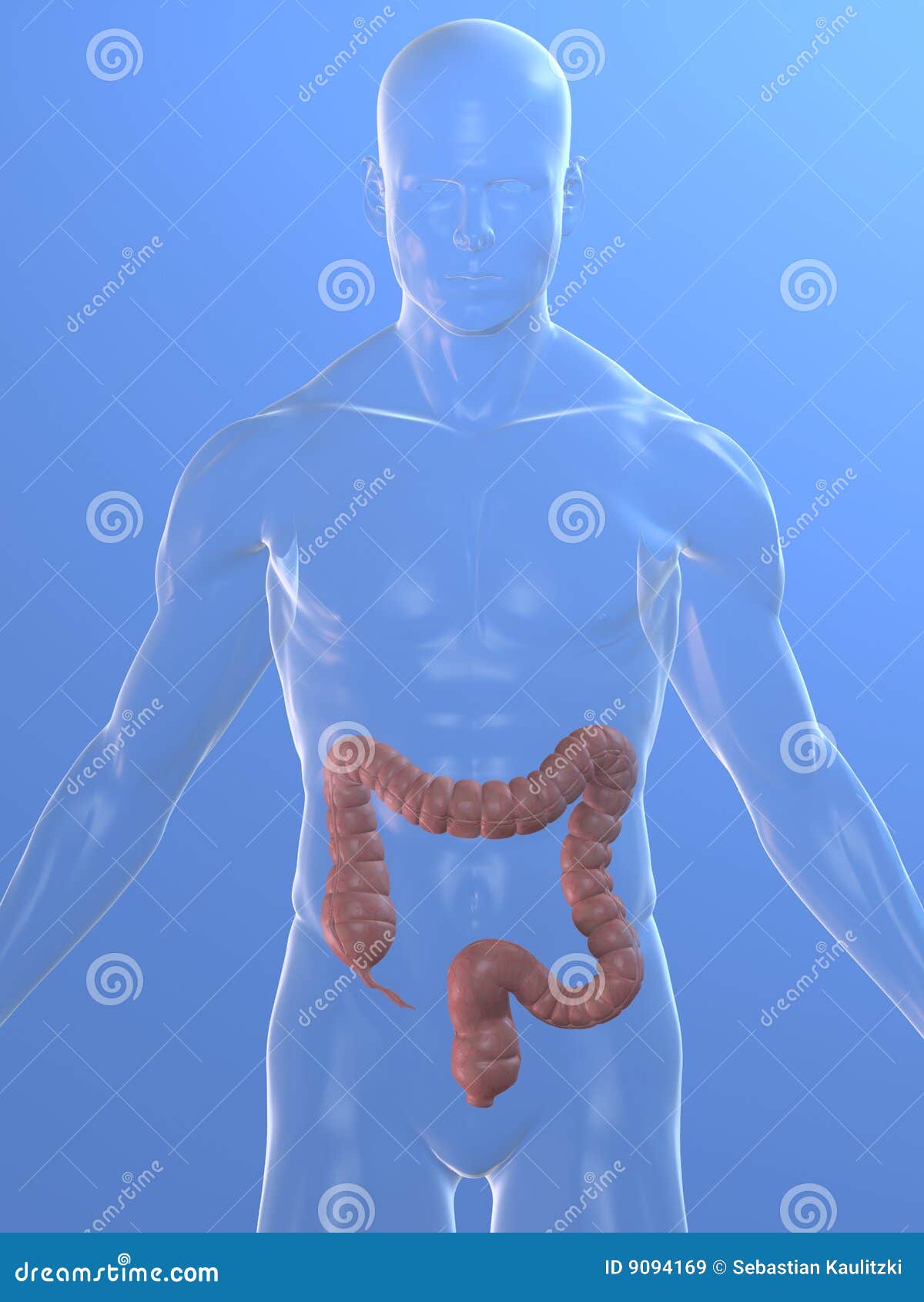 Human colon stock illustration. Illustration of organ - 9094169