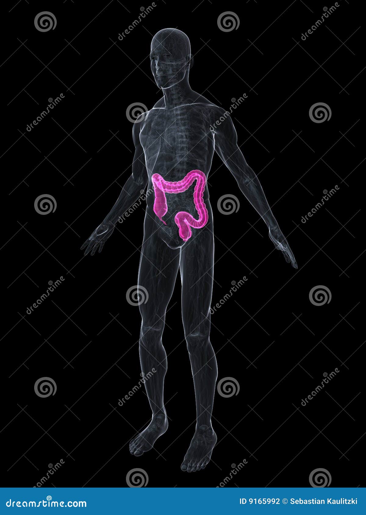 Human colon stock illustration. Illustration of body, health - 9165992