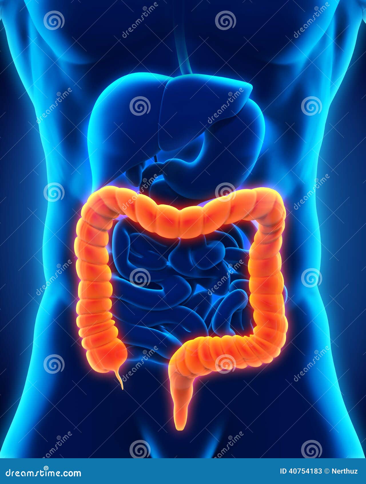 Human Colon Anatomy stock illustration. Illustration of anatomical ...