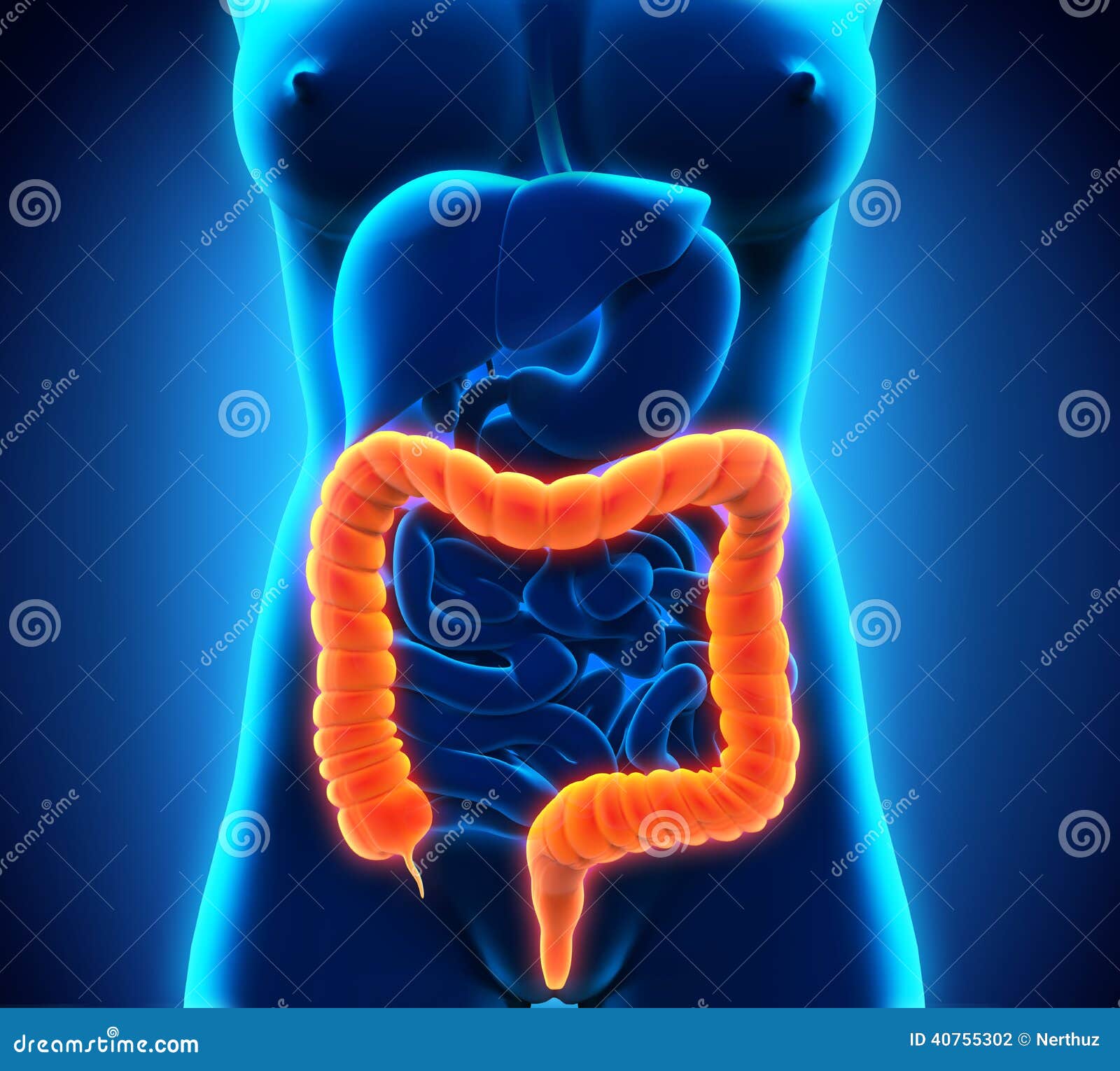 Human Colon Anatomy stock illustration. Illustration of abdomen - 40755302