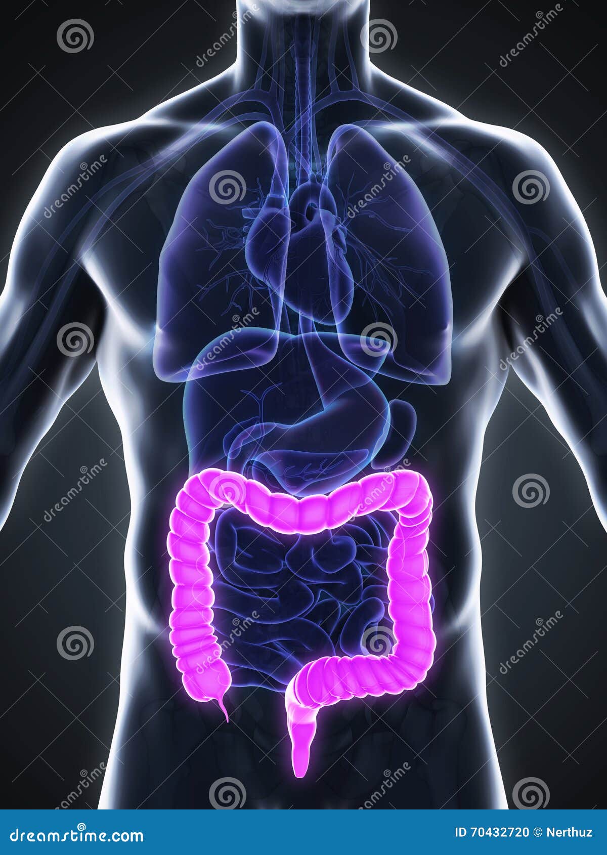 Human Colon Anatomy stock illustration. Illustration of abdominal ...