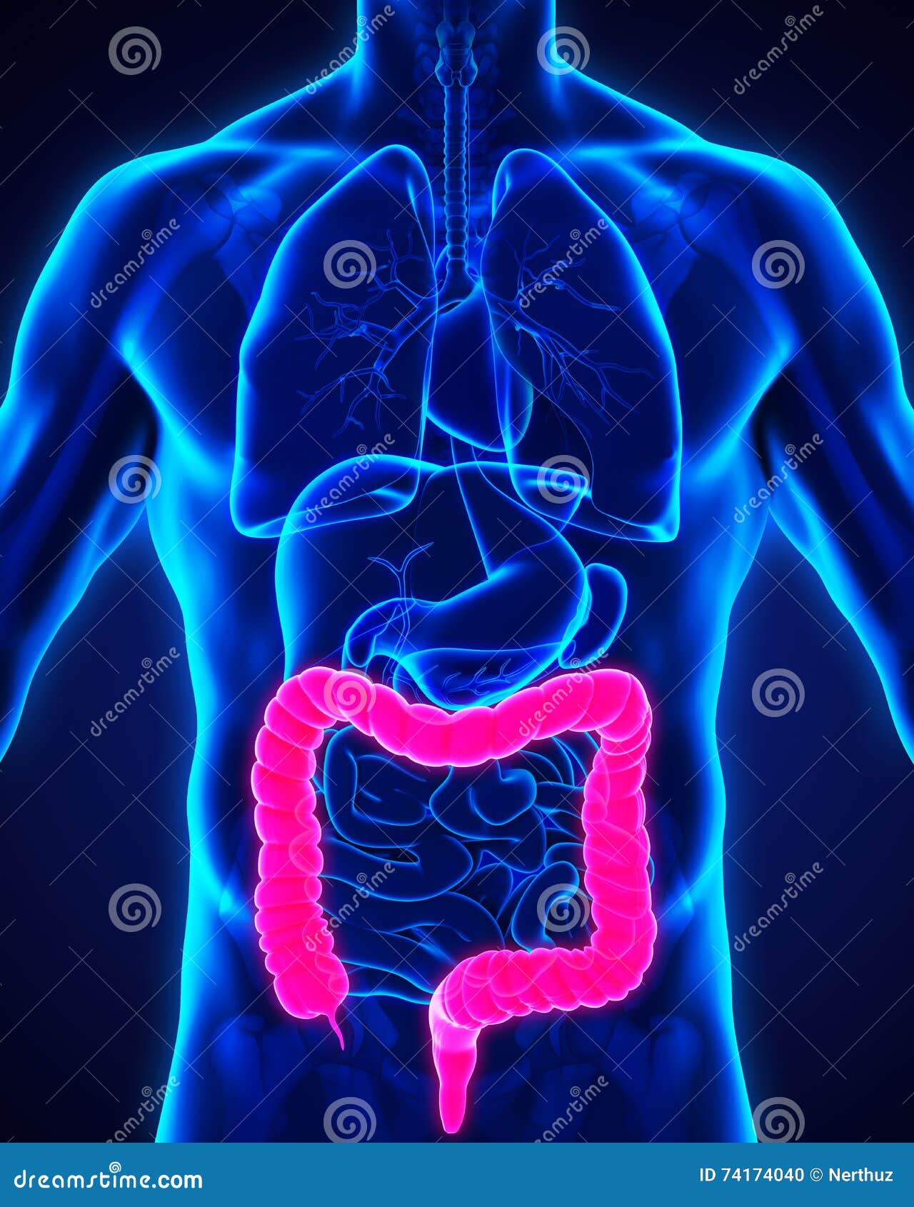 Human Colon Anatomy stock illustration. Illustration of complex - 74174040