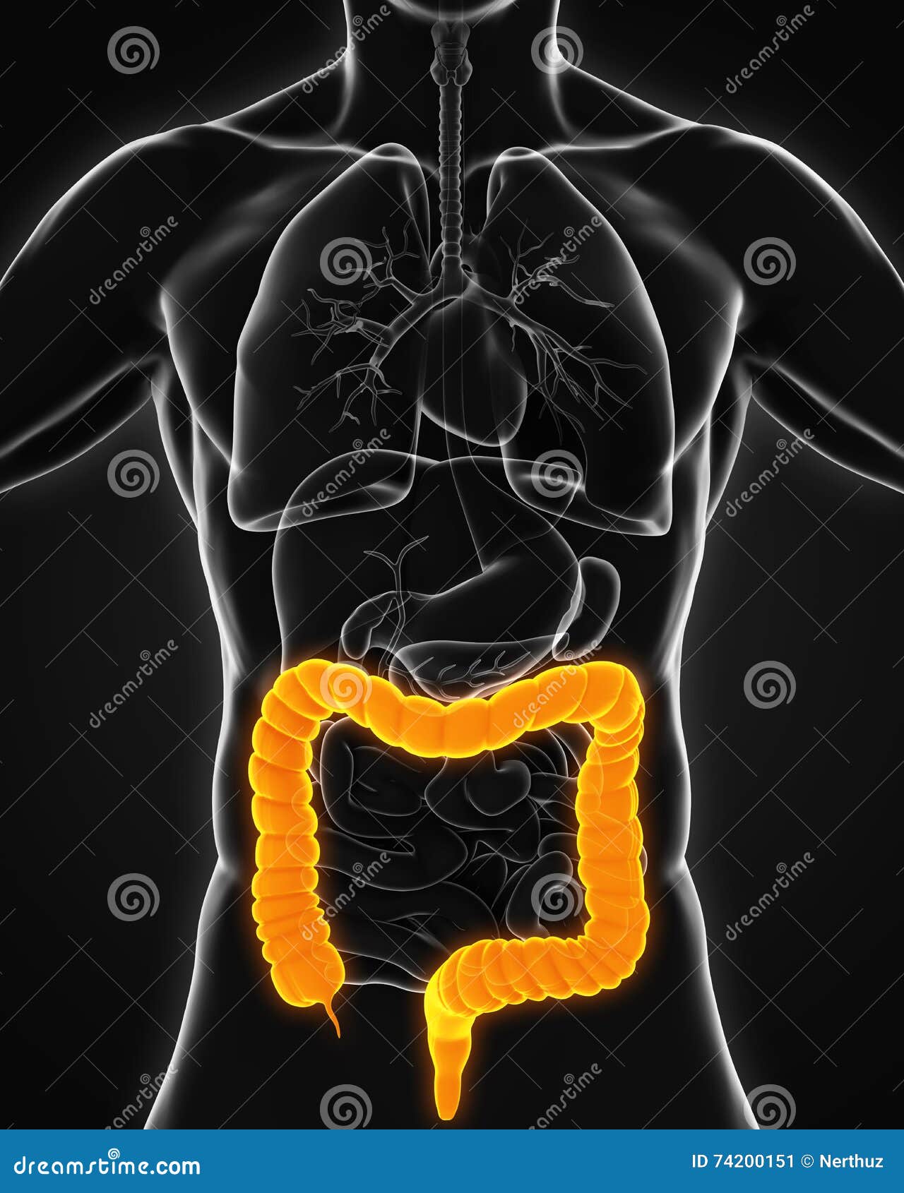 Human Colon Anatomy stock illustration. Illustration of anatomical ...