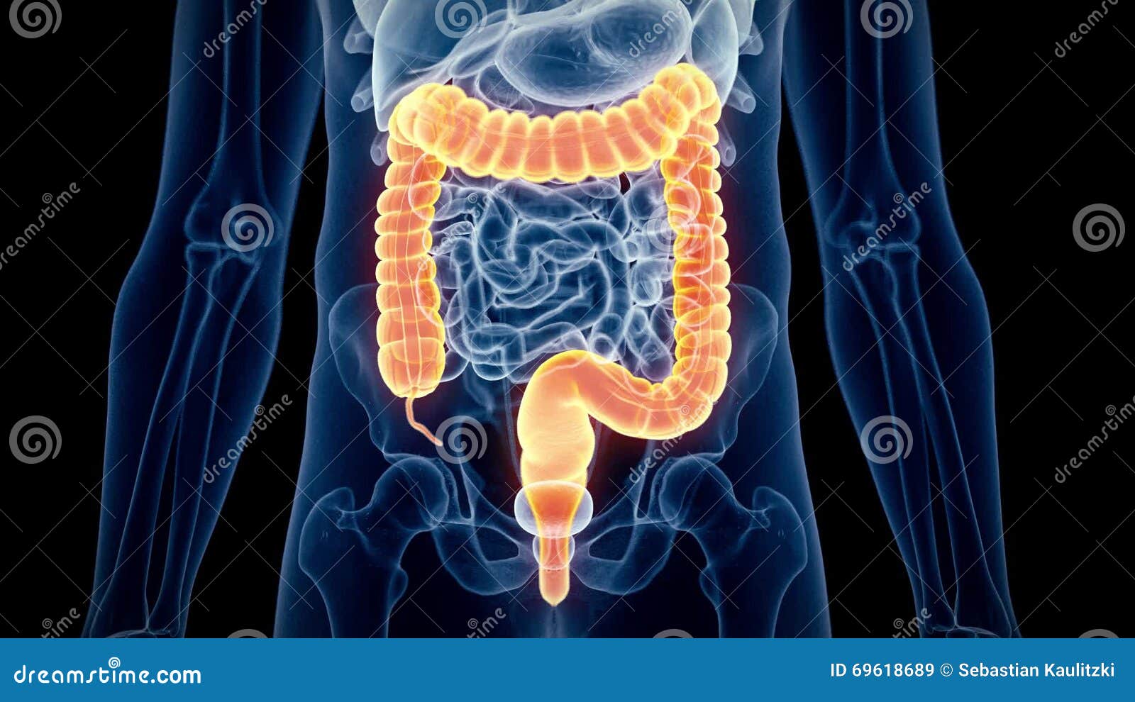 The human colon stock video. Video of science, blue, biomedical - 69618689