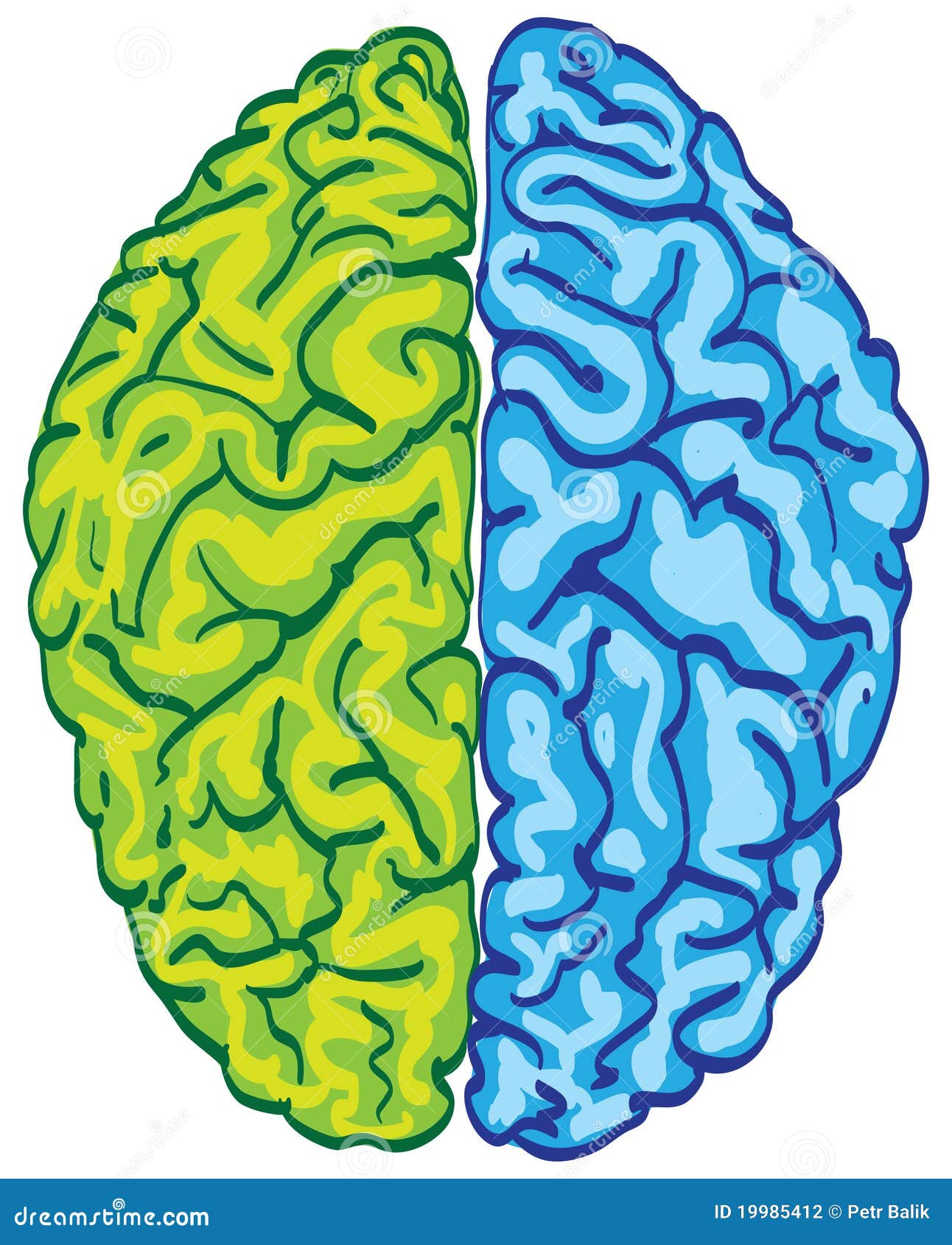 Human color brain stock illustration. Illustration of mentality - 19985412