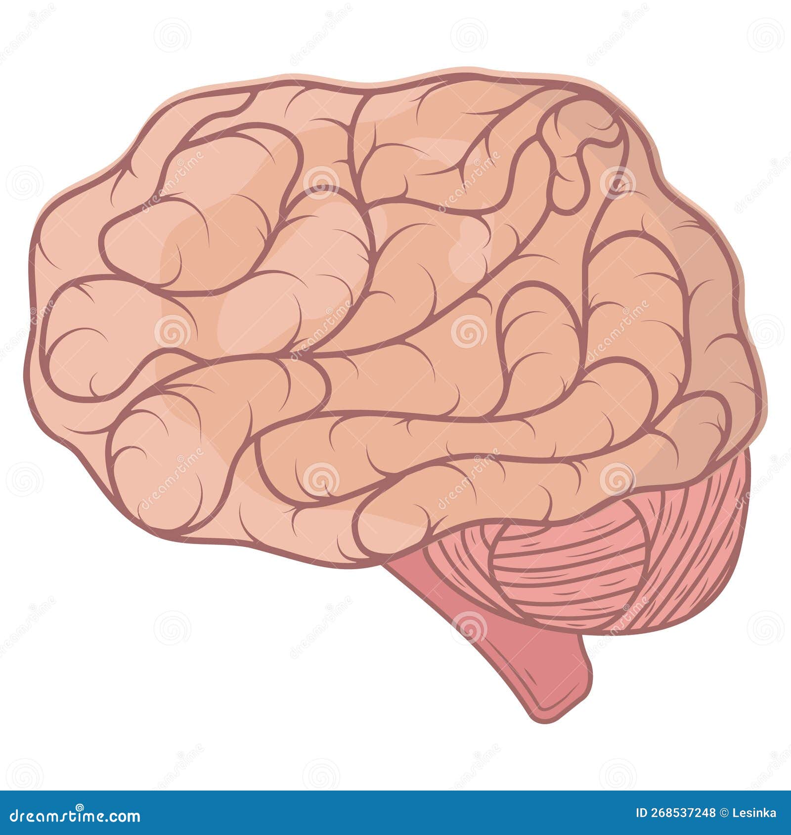 Human Color Brain Isolated Vector Illustration in Cartoon Style Stock ...