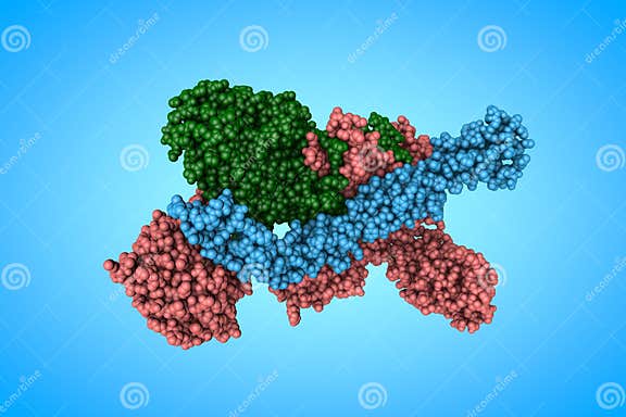 Human Complement C3b in Complex with Smallpox Inhibitor of Complement ...