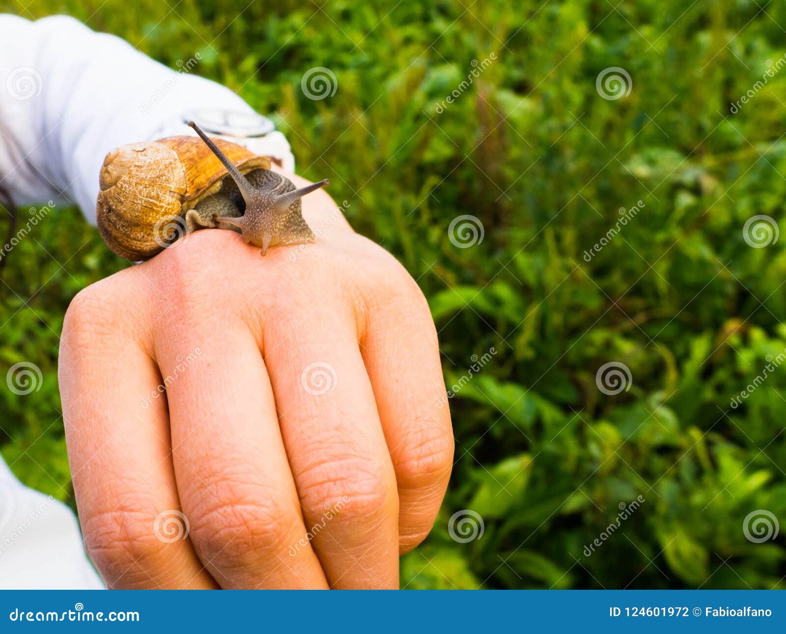 Human Contact with the Snail. Stock Photo - Image of life, hand: 124601972
