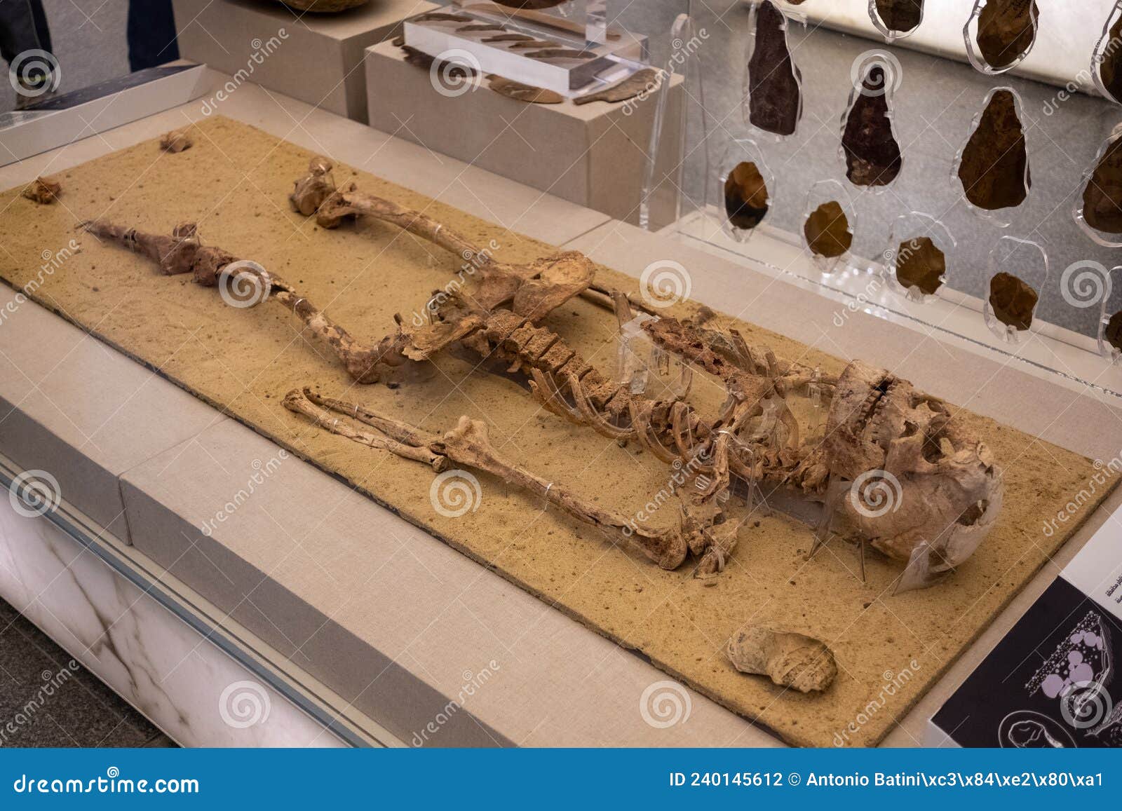 Human Corpse Skeleton Exhibited in Egypt, Possibly Uncovered in Pyramid ...