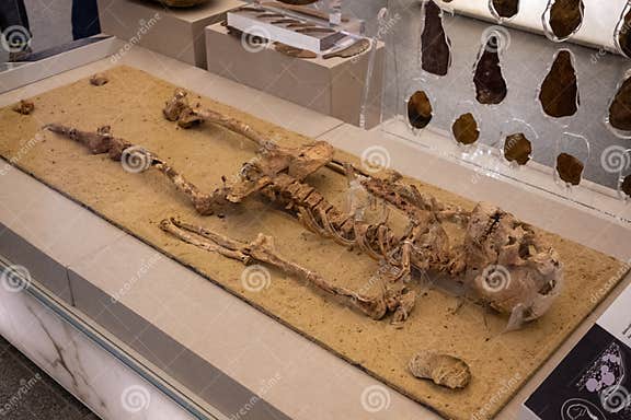 Human Corpse Skeleton Exhibited in Egypt, Possibly Uncovered in Pyramid ...