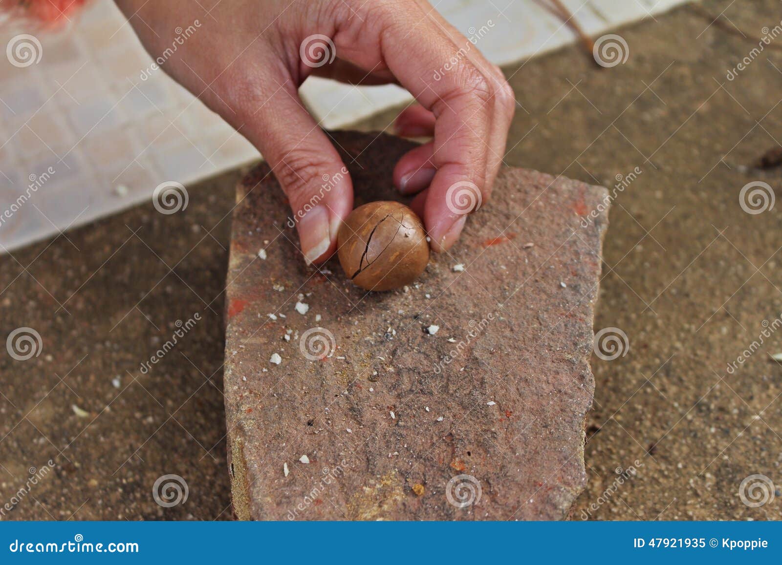 Human Cracking Macadamia Nuts Stock Image - Image of shell, nuts: 47921935
