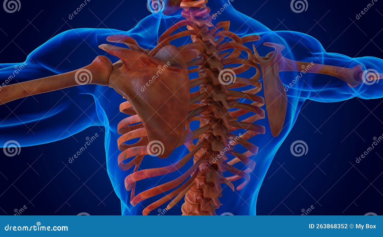 Human Damage Skeleton All Bones for Medical Concept 3D Stock ...