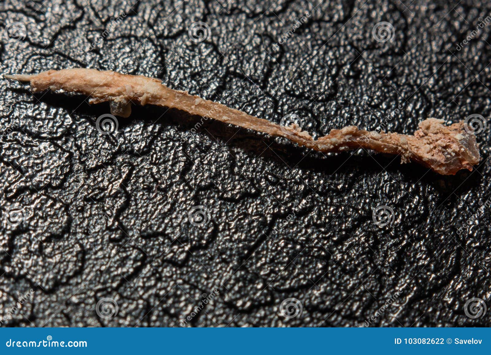 Human dental pulp macro stock photo. Image of healthcare - 103082622