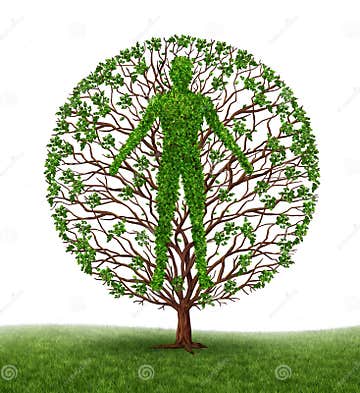 Human Development stock illustration. Illustration of anatomy - 23812250