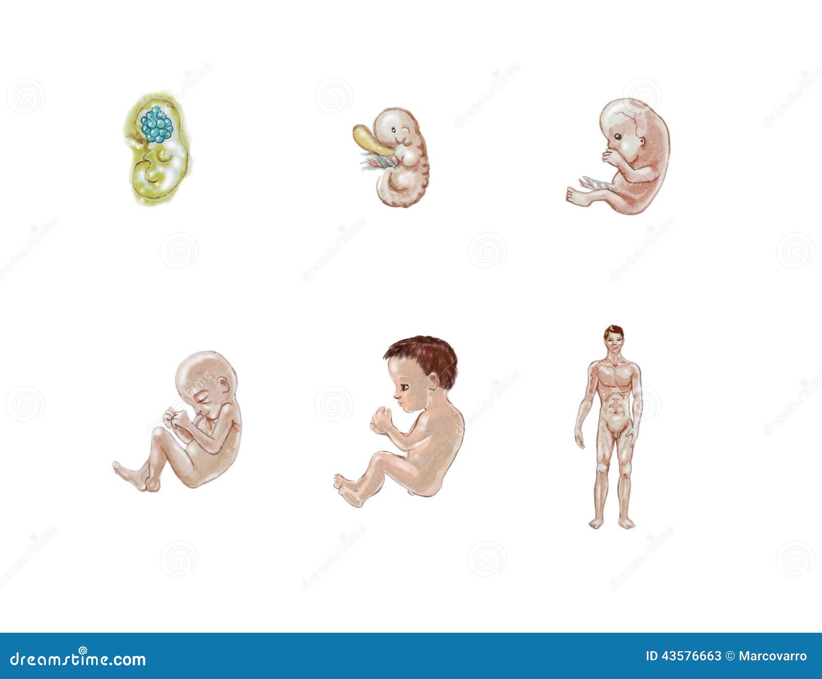 Human development stock illustration. Illustration of medical - 43576663